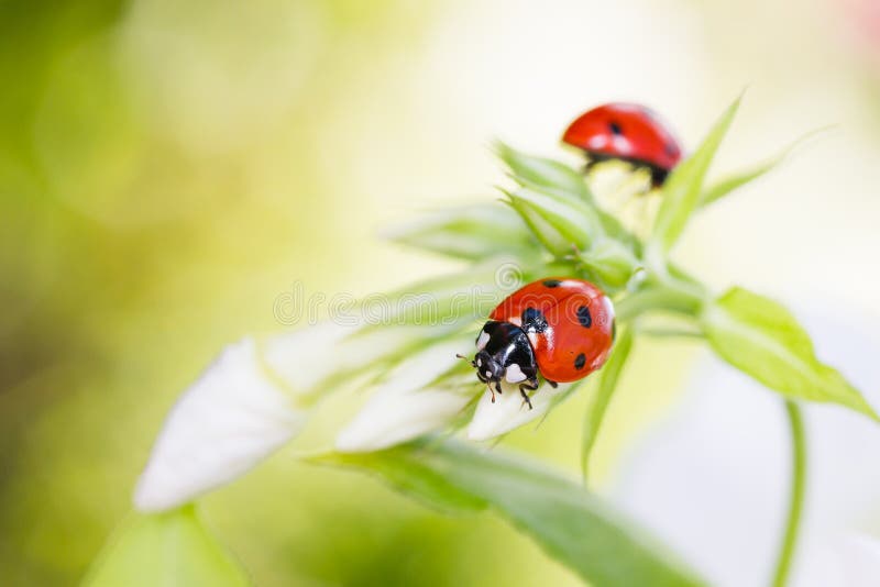 Ladybug resting on flower, stock image. Image of vibrant - 26689135