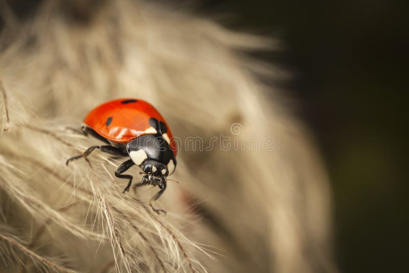 Ladybug is Resting on the Fern Stock Photo - Image of branch, fern ...