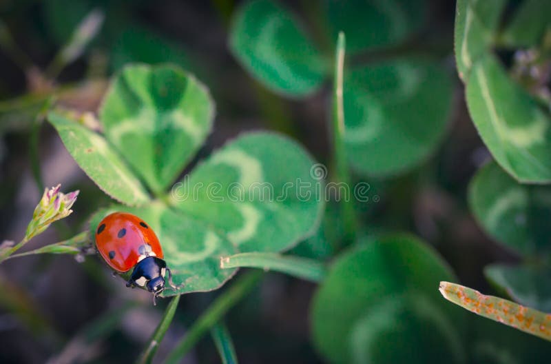 Ladybug stock photo. Image of four, leaf, autumn, life - 39994108