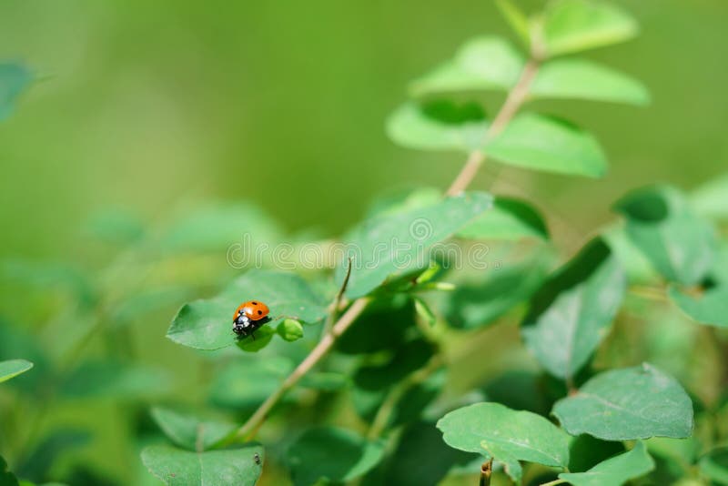 Ladybug is Resting on the Fern Stock Photo - Image of branch, fern ...