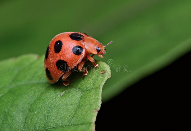 Ladybug is Resting on the Fern Stock Photo - Image of branch, fern ...