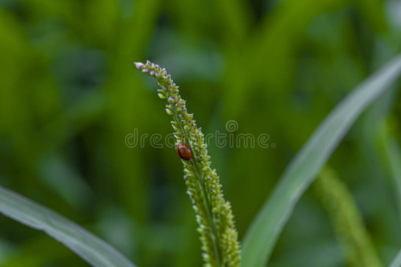 Ladybug on rice leaf stock photo. Image of circle, leaf - 250942290