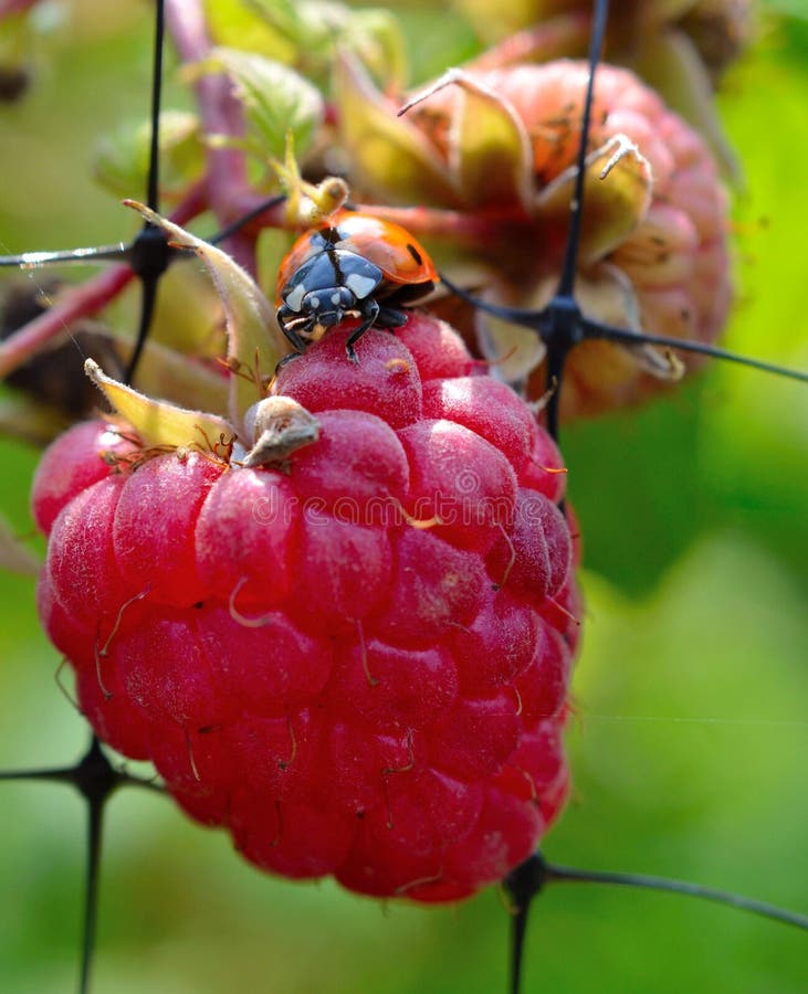 Ladybug on a Raspberry Bush. Fresh Red Raspberries in Droplets of Water ...