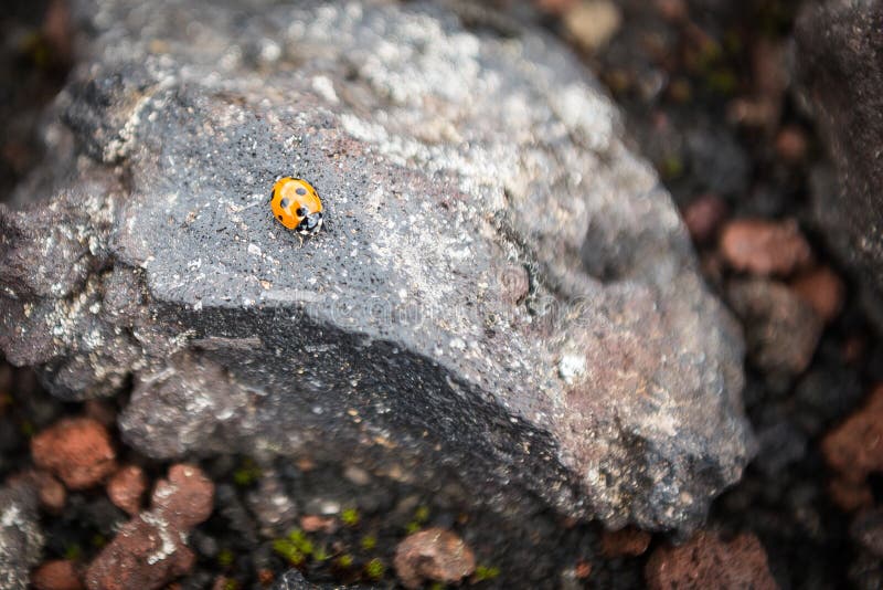 Ladybug on a Rock on the Slopes of Tolbachik Volcano Stock Image ...