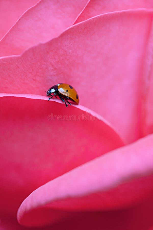 Ladybug in sunflower stock image. Image of flowers, botanical - 10075643