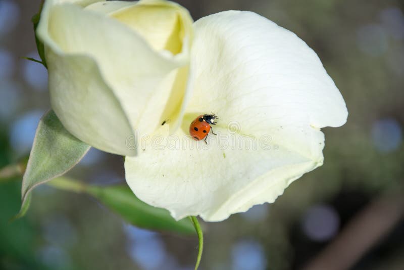 Ladybug stock photo. Image of ladybug, plant, flower - 92829808