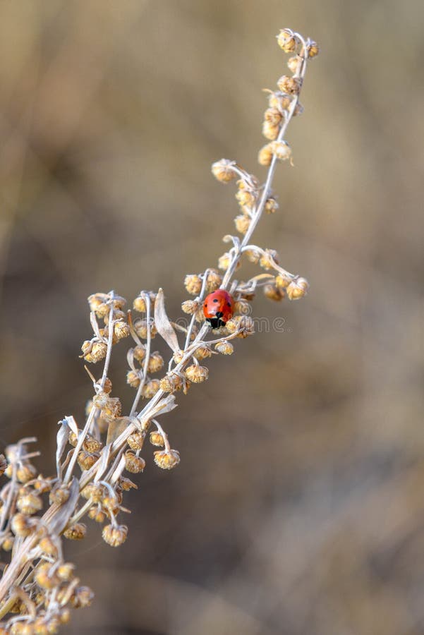 Ladybug on grass . stock photo. Image of ecology, blade - 132171058