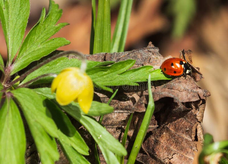 Ladybug Running Along on Blade of Green Grass Stock Photo - Image of ...