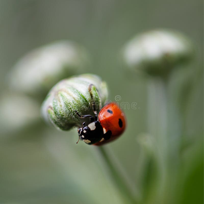 Ladybug Running Along on Blade of Green Grass. Beautiful Nature Stock ...