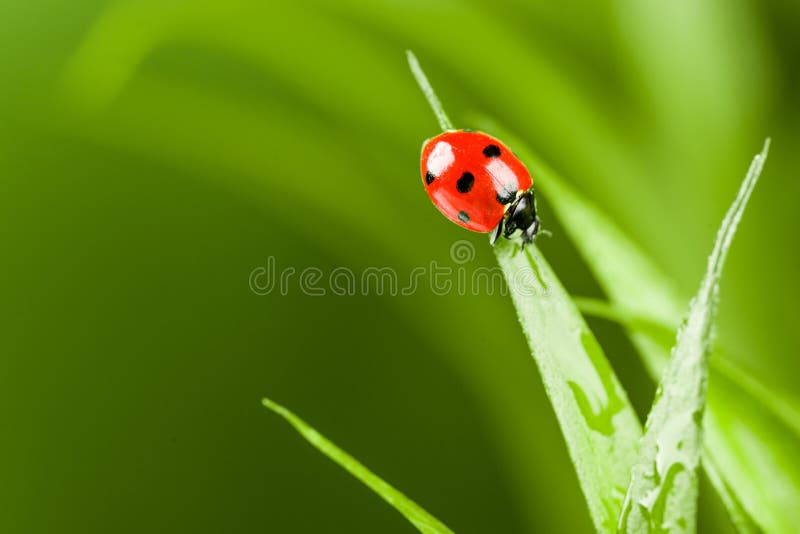 Ladybug Running Along on Blade of Green Grass Stock Image - Image of ...