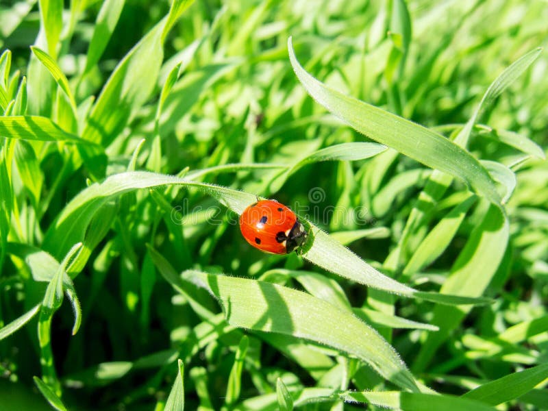 Ladybug Running Along on Blade of Green Grass. Beautiful Nature Stock ...