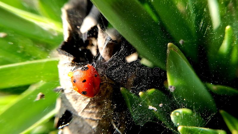Ladybug S Defensive Reaction To a Spider S Trap Stock Photo - Image of ...
