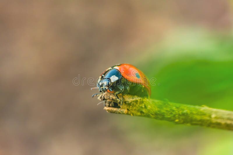 A Ladybug S Journey on a Sun-Kissed Twig Stock Image - Image of ladybug ...