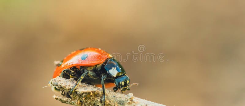 A Ladybug S Journey on a Sun-Kissed Twig Stock Photo - Image of ...