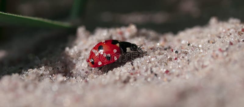 Ladybug on sand stock photo. Image of details, close - 15352926