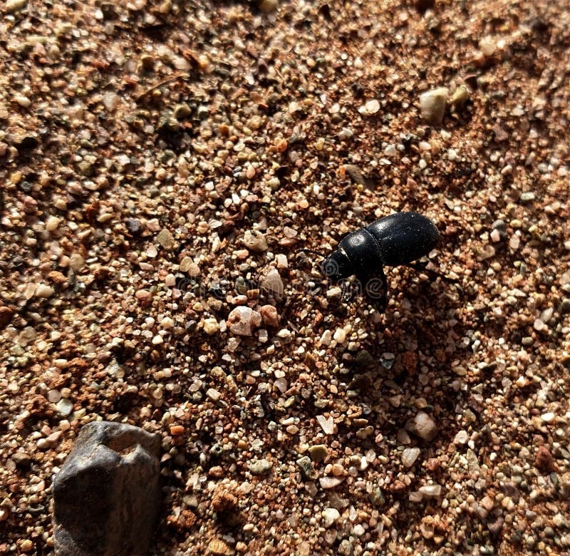 Ladybug and sand stock photo. Image of long, sands, beetles - 156022548