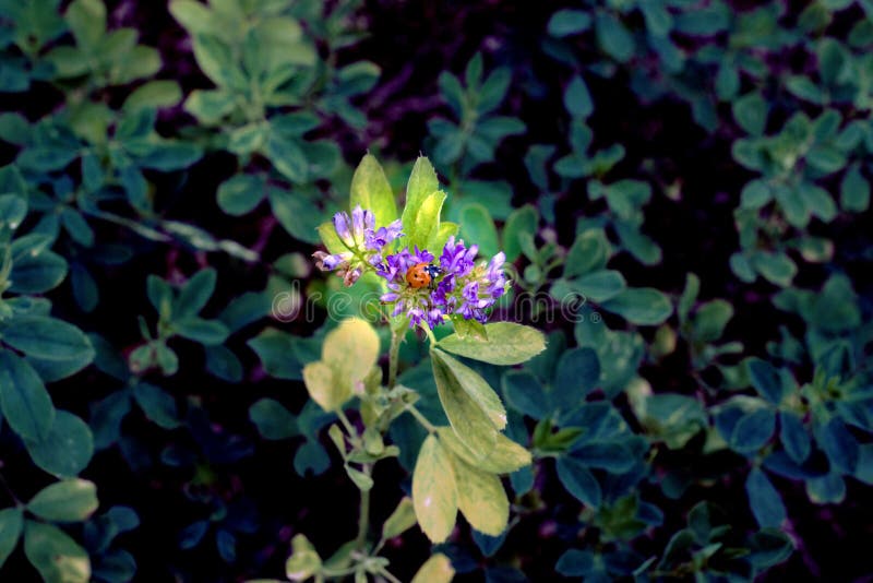 The Ladybug Sat on a Flower Stock Photo - Image of ukraine, villag ...