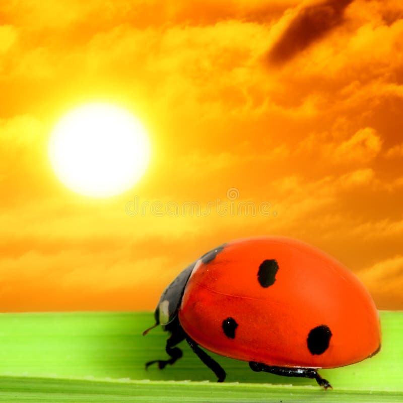 Ladybug see at sunset stock image. Image of lawn, petal - 6107163