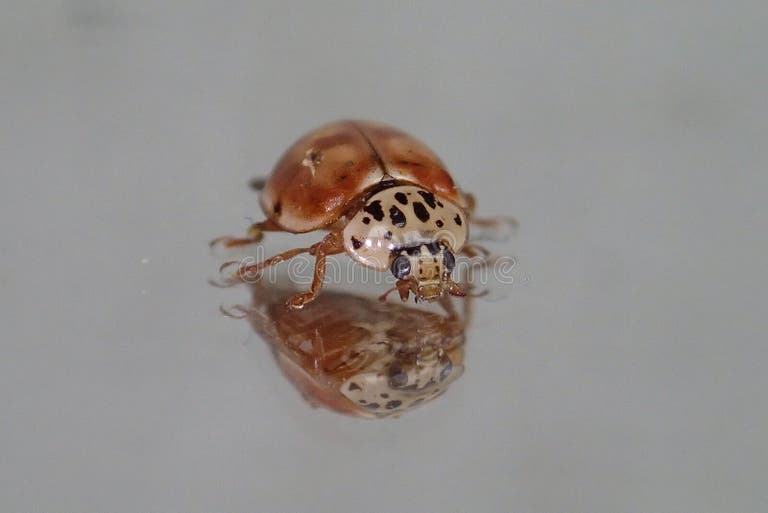 Ladybug Seeing Itself in the Mirror Stock Photo - Image of nature ...