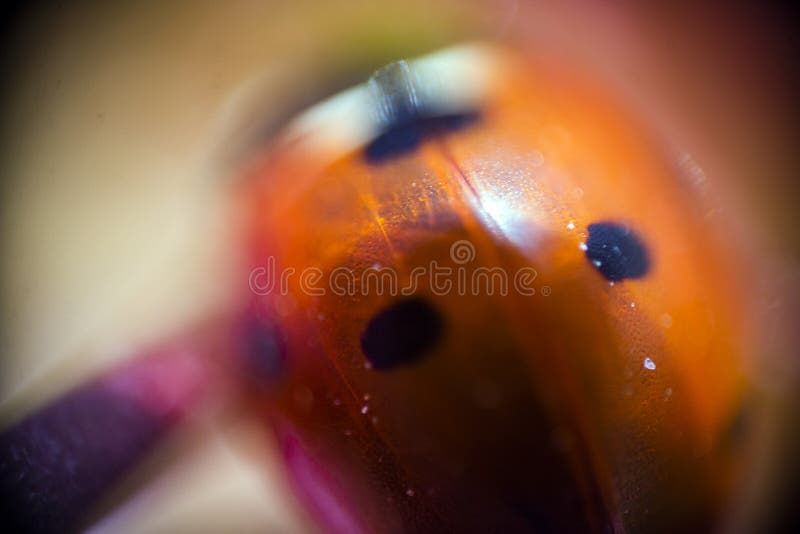 Ladybug Shell with Spots in Macro Stock Photo - Image of petal, circle ...