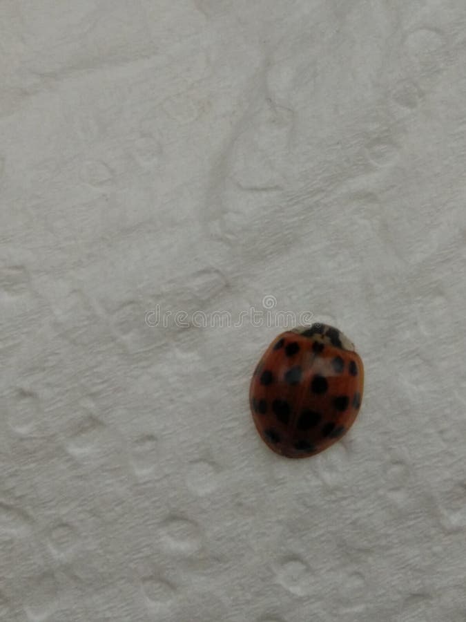 Ladybug Photographed while Sleeping on a Paper Sheet Stock Photo ...