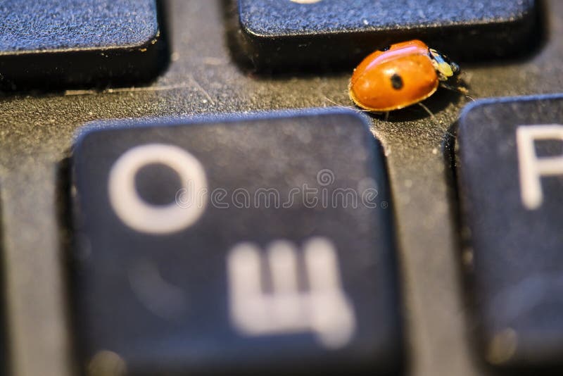 Keyboard Ladybug Stock Photos - Free & Royalty-Free Stock Photos from ...