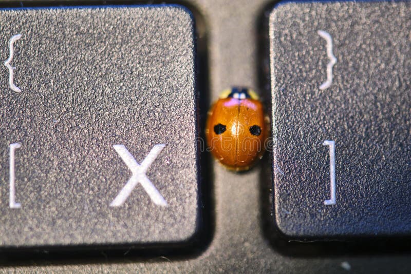 Keyboard Ladybug Stock Photos - Free & Royalty-Free Stock Photos from ...