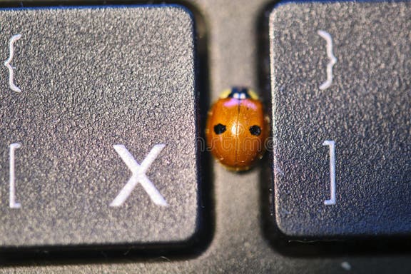 A Ladybug Sits on a Computer Keyboard Color Stock Photo - Image of ...
