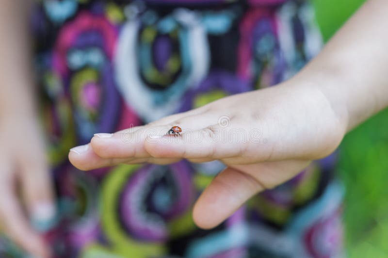 Ladybug Sits on a Female Hand Stock Image - Image of coccinellidae ...
