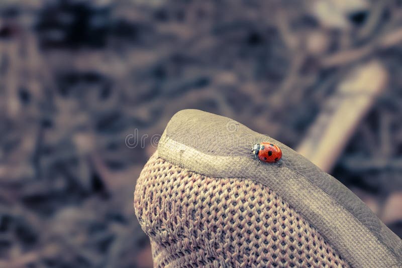 A Ladybug on the Military Boot. Stock Image - Image of summer ...