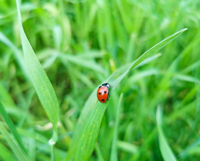 Ladybug sits on grass stock image. Image of animal, lady - 220430779
