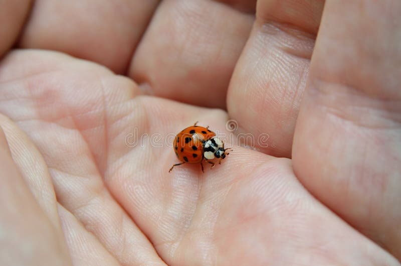 Ladybug Sits on a Human Hand, Close-up Stock Image - Image of animal ...