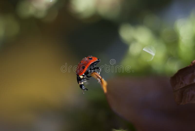 Ladybug Sits on a Leaf and Looks Down Stock Image - Image of spring ...