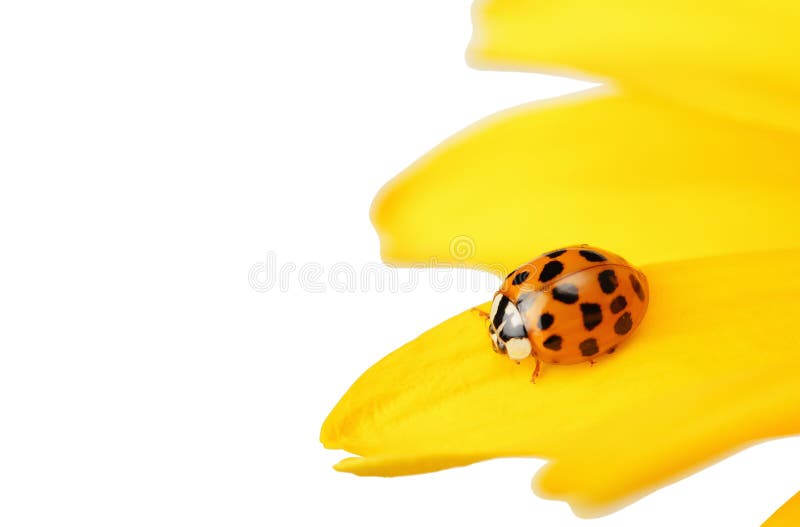 Ladybug Sitting on a Flower Petal Isolated. Stock Photo - Image of ...