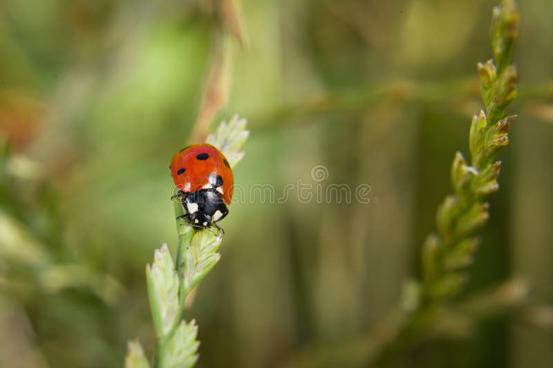 Ladybug Sitting on a Blade of Grass on a Flower Meadow in Summer ...