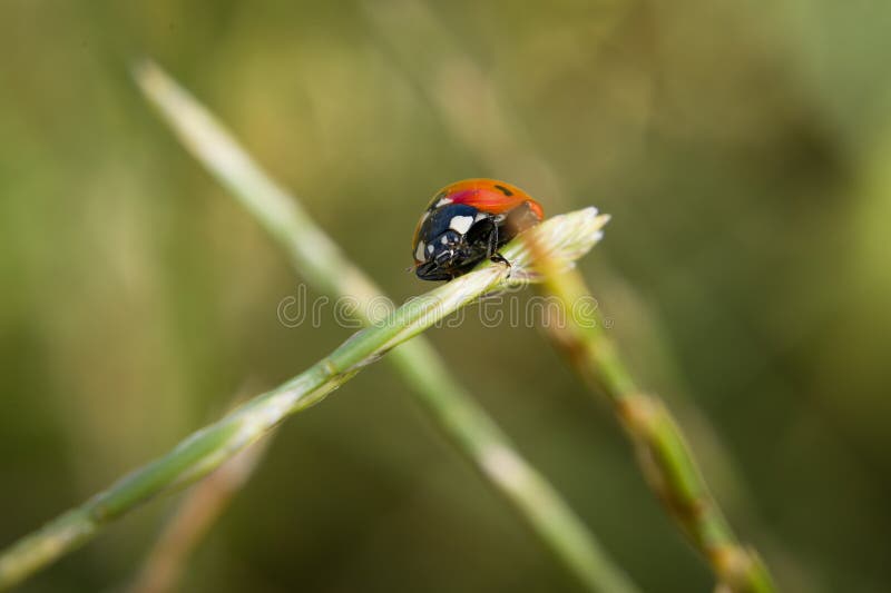 Ladybug Sitting on a Blade of Grass on a Flower Meadow in Summer ...
