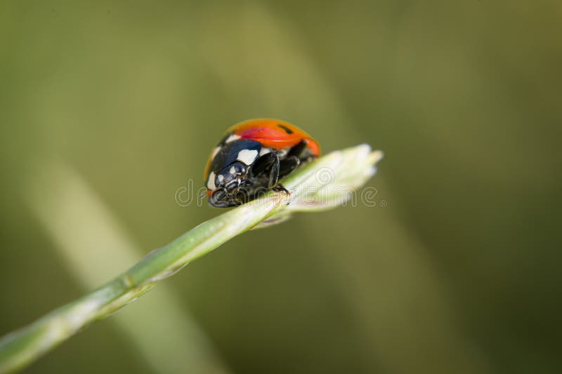 Ladybug Sitting on a Blade of Grass on a Flower Meadow in Summer ...