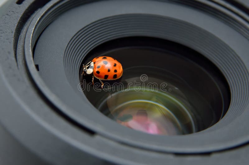 Ladybug Sitting on a Camera Lens Close-up Stock Photo - Image of device ...