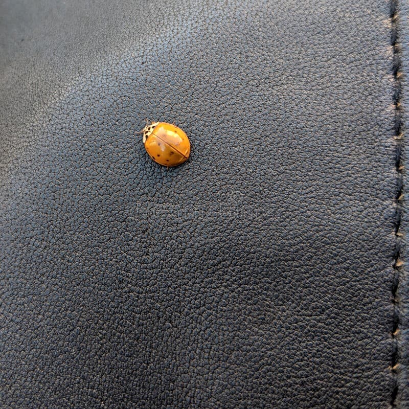 Ladybug sitting on chair stock image. Image of pattern - 346507631