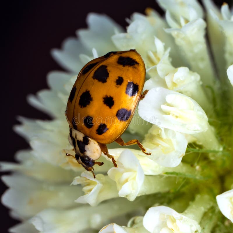 1,281 Ladybug Clover Stock Photos - Free & Royalty-Free Stock Photos ...