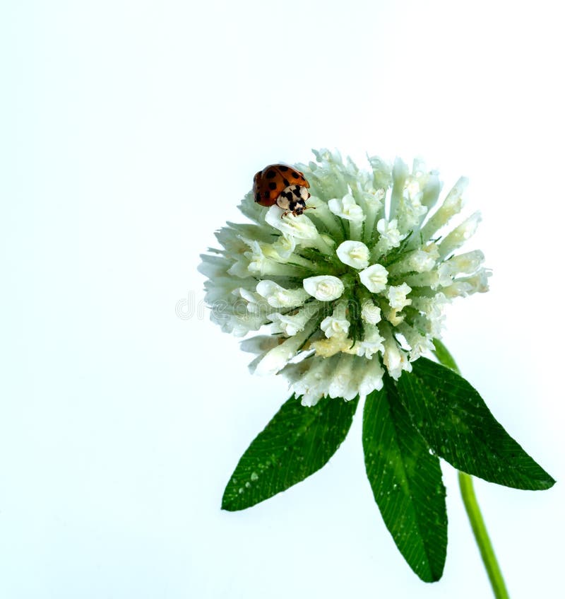 1,281 Ladybug Clover Stock Photos - Free & Royalty-Free Stock Photos ...
