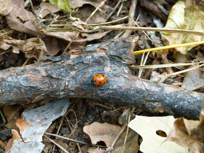 Ladybug stock photo. Image of ground, branch, autumn - 65017030
