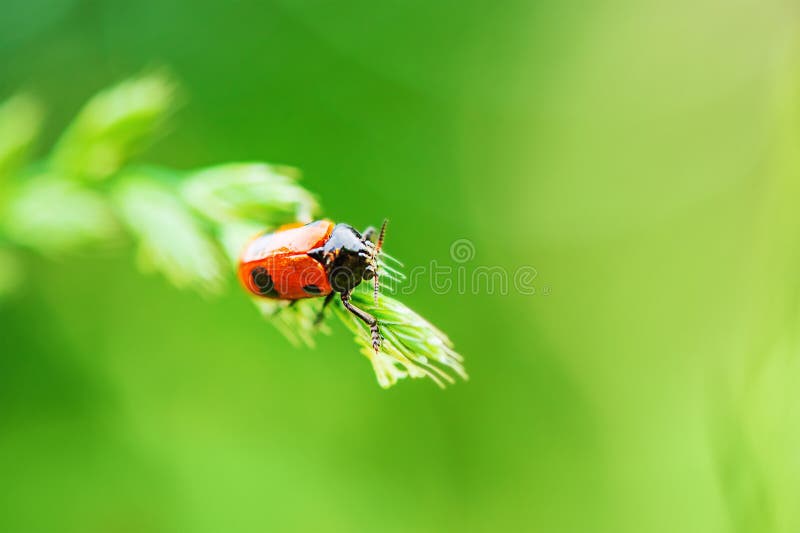 Ladybug is Sitting on the Grass. Fine Focus Line on Insect and Blurred ...