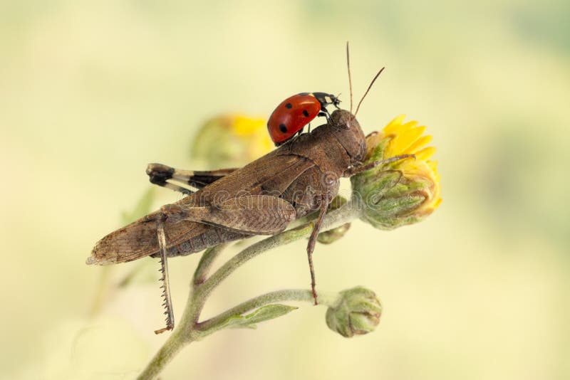 Grasshopper and Ladybug Together on a Yellow Flower Stock Photo - Image ...
