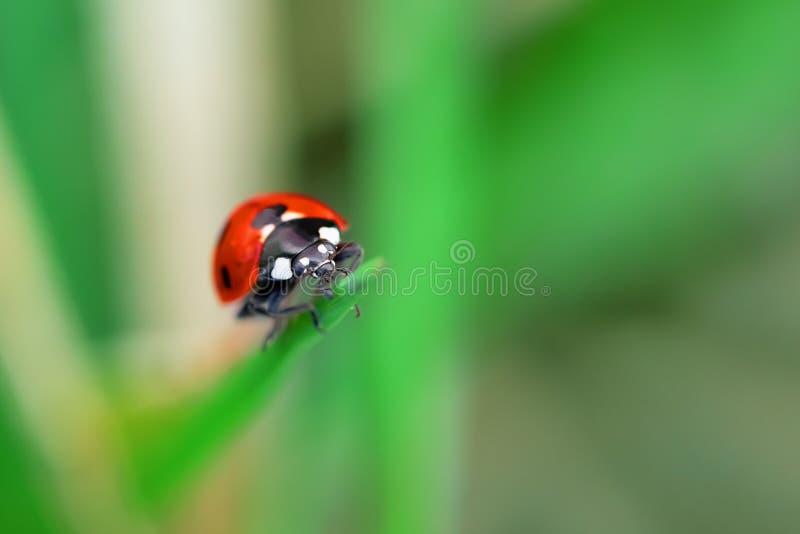 Front view of ladybug stock image. Image of insect, ladybug - 8466437