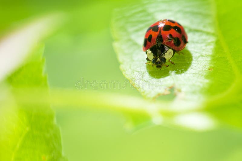 Ladybug Sitting on a Green Lea Stock Image - Image of green, botany ...