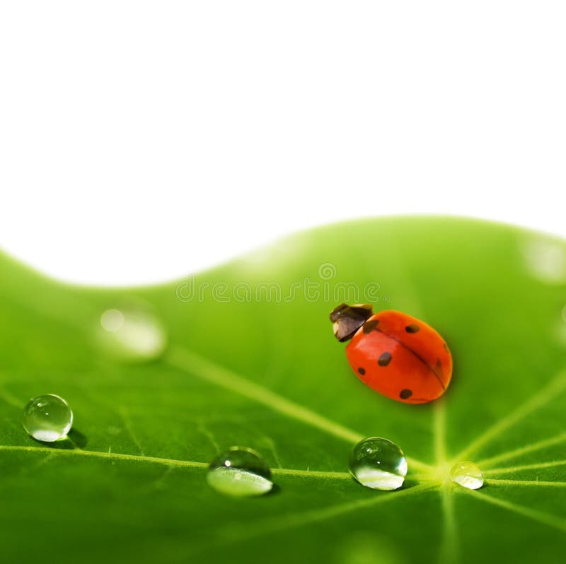 Ladybugs Meeting Over Water Level. Stock Image - Image of beam, meadow ...