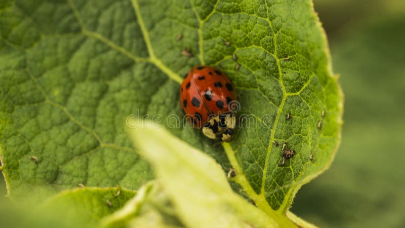 Ladybug Sitting on the Leaf Stock Photo - Image of green, asia: 223924436
