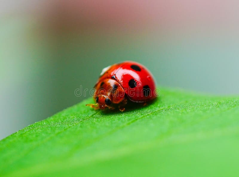 Ladybug Sitting on Green Leaf. Stock Photo - Image of garden, ladybug ...