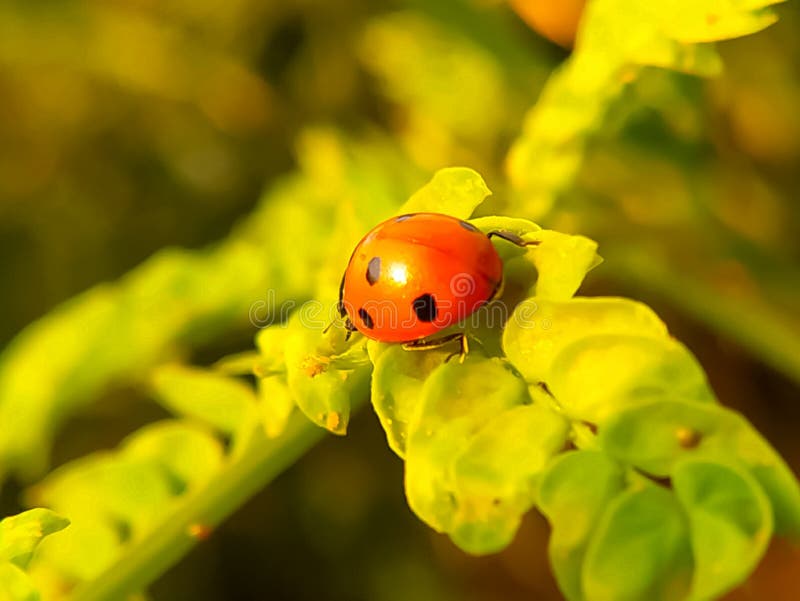 Ladybug Sitting on a Green Leaf Warm Spring Day on a Leaf Stock Photo ...